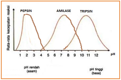 BIOLOGI GONZAGA: ENZIMOLOGI