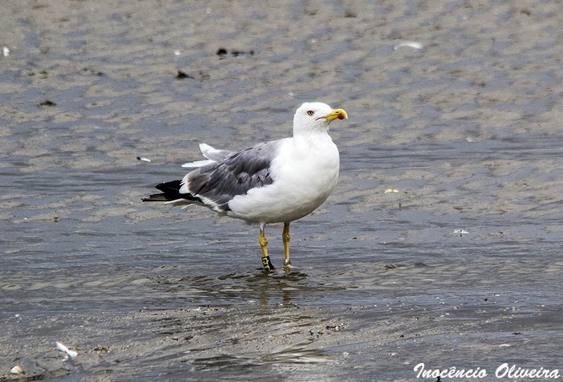 Birds of Portugal: Gaivota-de-patas-amarelas / Yellow-legged Gull ...