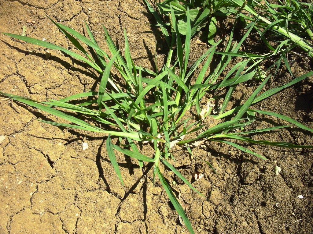 Morning by morning...: The Ministry of Weed Pulling