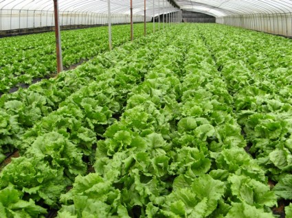 What is Vegetable Growing and Vegetable Cultivation?