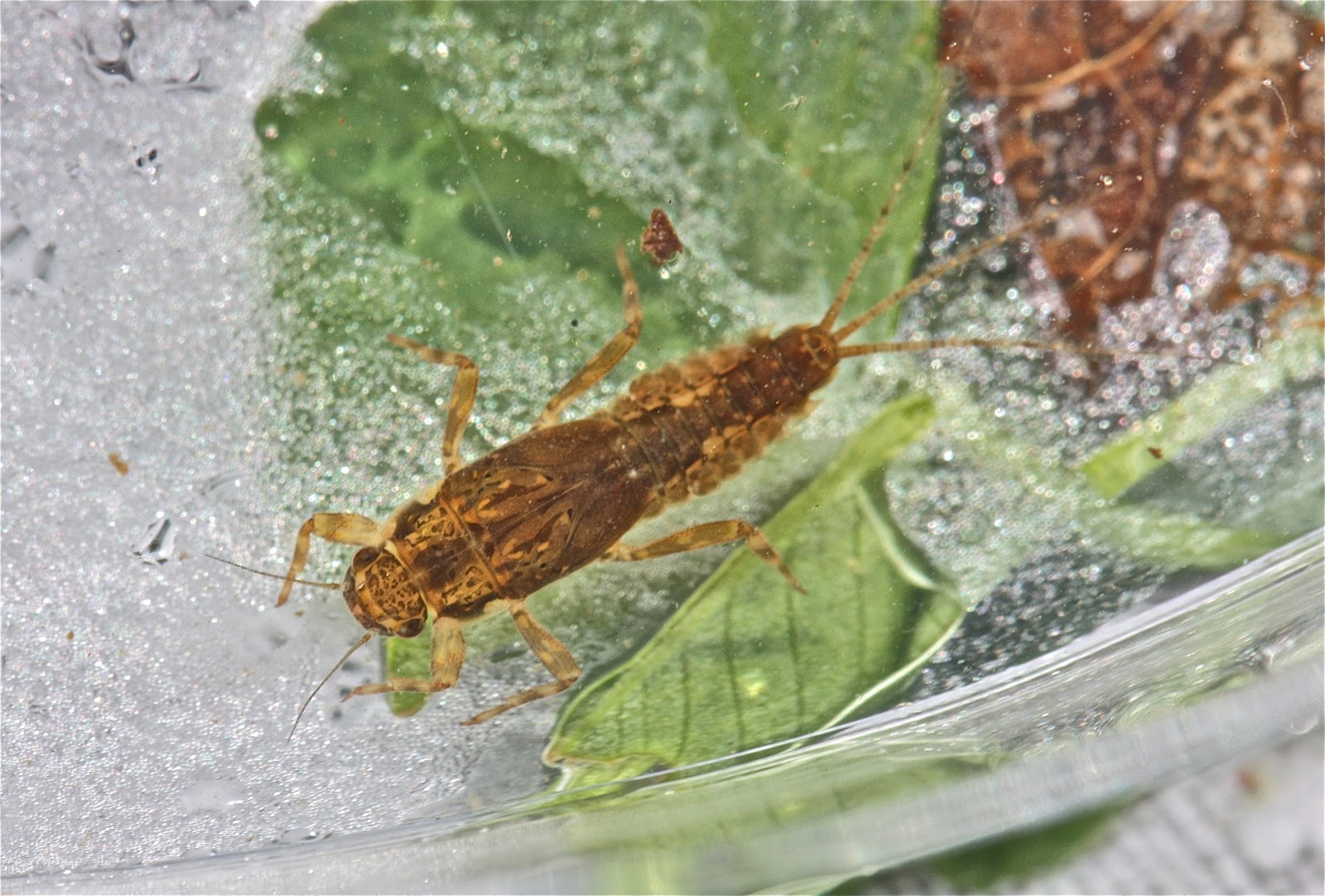 Aquatic Insects of Central Virginia: The Common Netspinner "Diplectrona ...