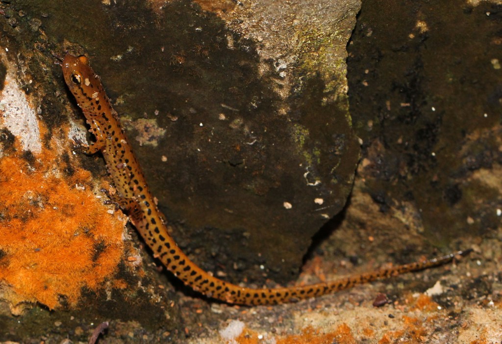 Ohio Birds and Biodiversity: Long-tailed Salamander