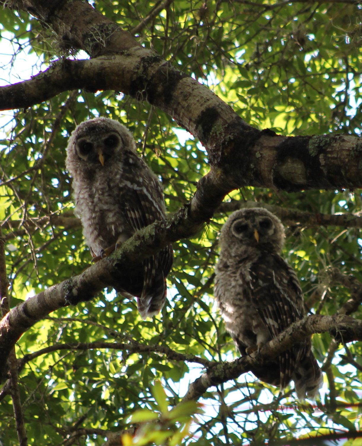 Ty and Ida On the Road: North along Florida's Gulf Coast