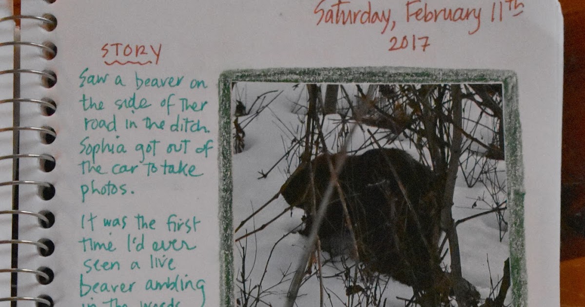 Harvest Moon by Hand: Nature Journal Entries in February: Beaver and ...