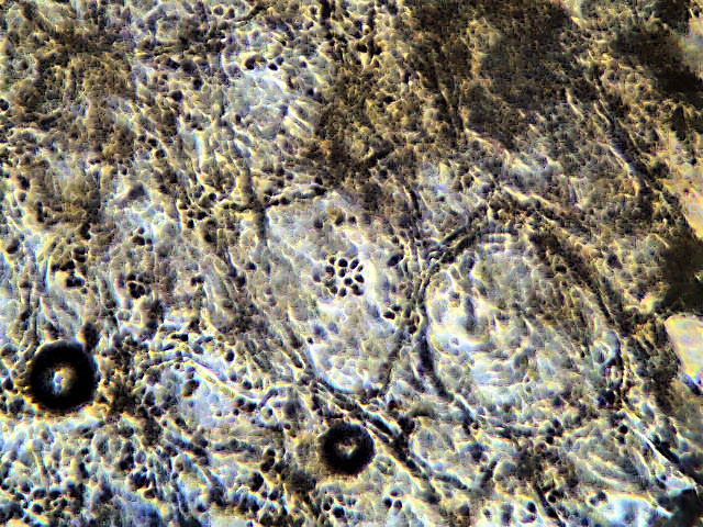 Don Schaeffer's Photos and Art: Orange Peel Cells