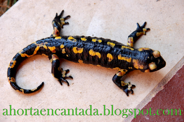 A Bela Salamandra