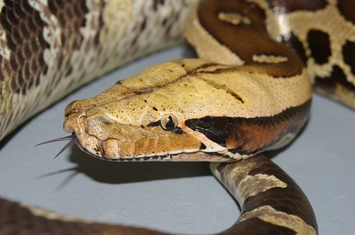 Borneo Short-Tailed Python