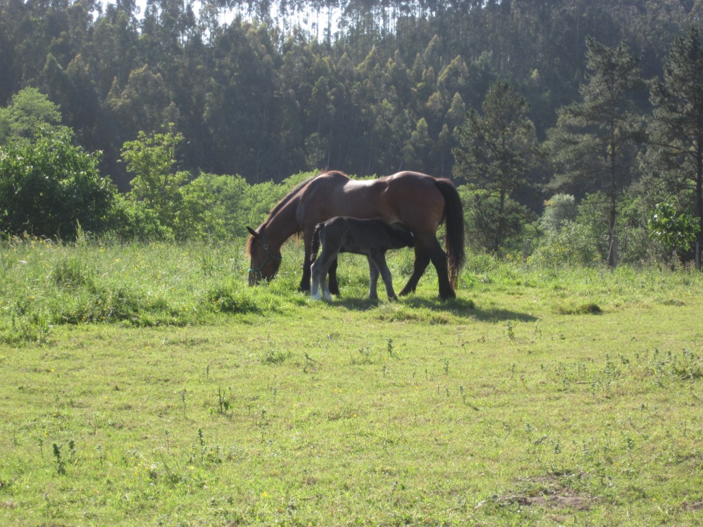 Euskal Herriko Mendiko Zaldia: 06/20/11
