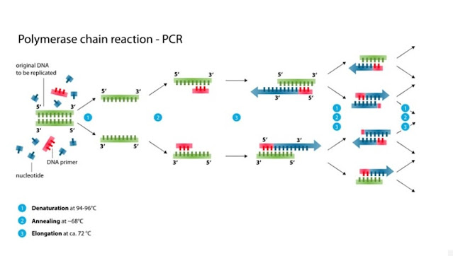 Polymerase Chain Reaction (PCR): Pengertian dan Penggunaan - DWI PURWANTO