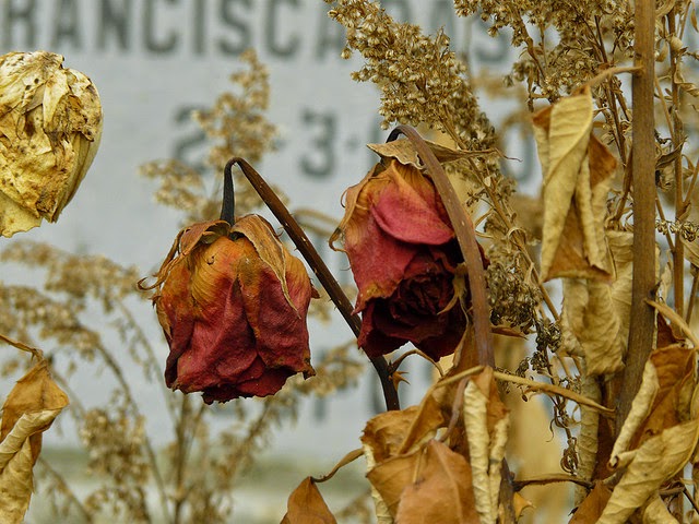 31/07 - Mensagem do Dia: Flores murchas