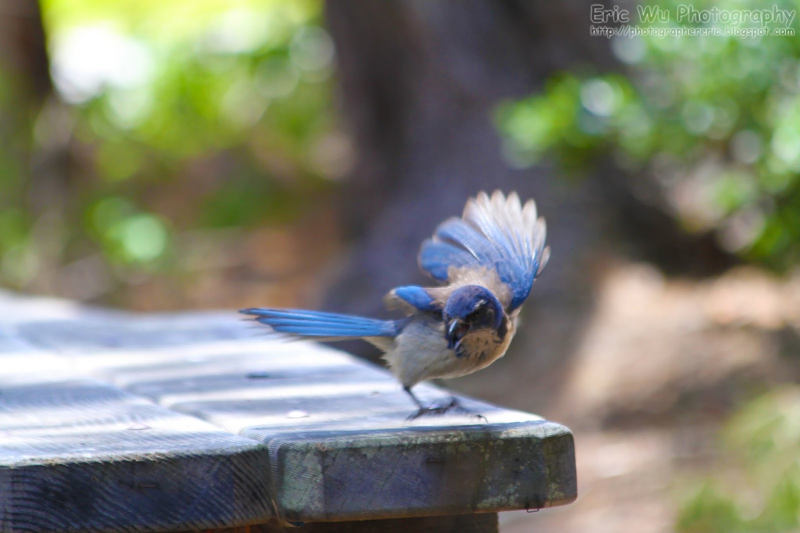 Naturetastic Blog: Point Lobos State Reserve (Birds and Seals)