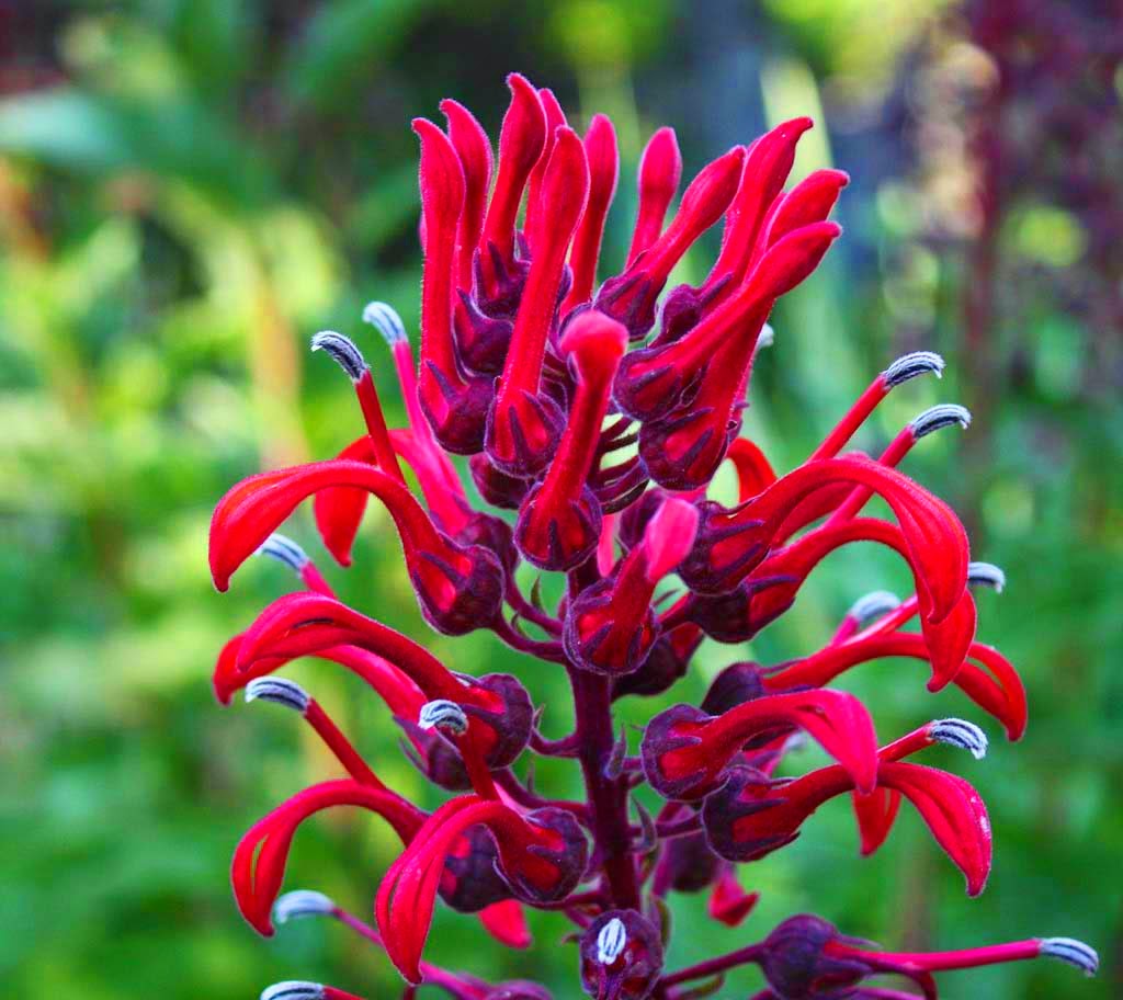 HOW TO GROW LOBELIA TUPA |The Garden of Eaden