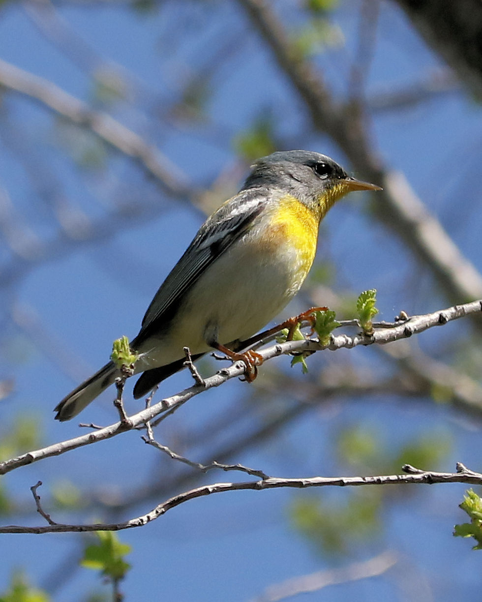 Thoughts and things: Spring Warblers