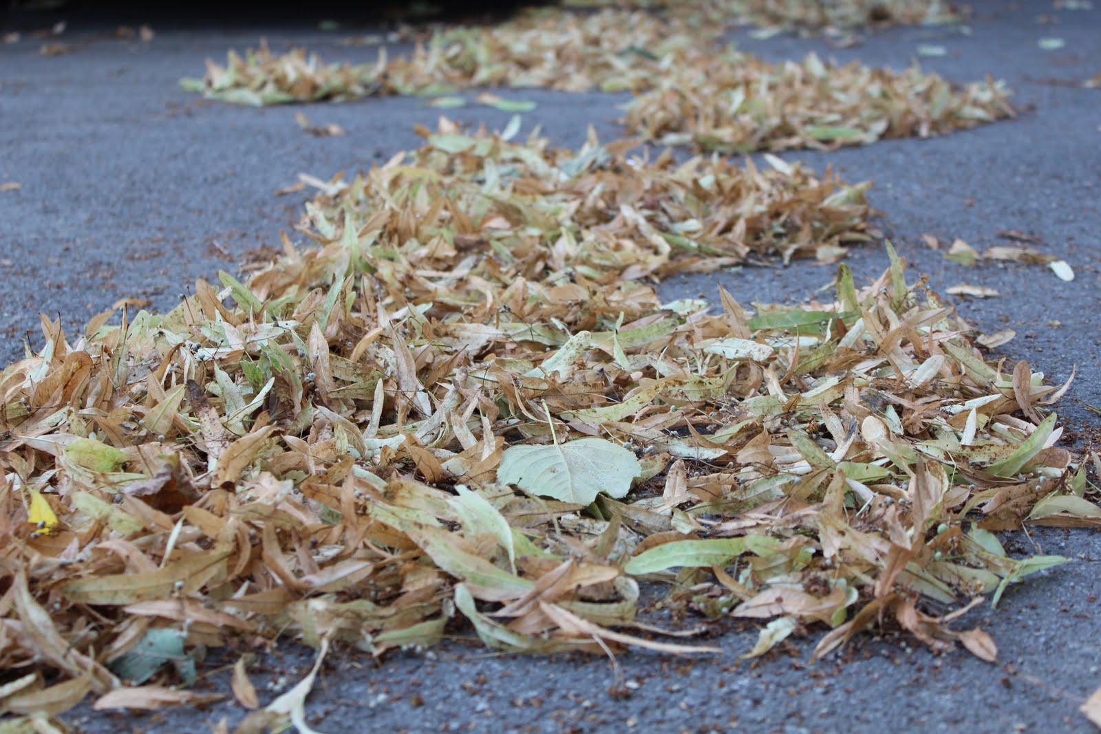 Maya Raicu - O postare pe zi!: Copilarie cu parfum de tei