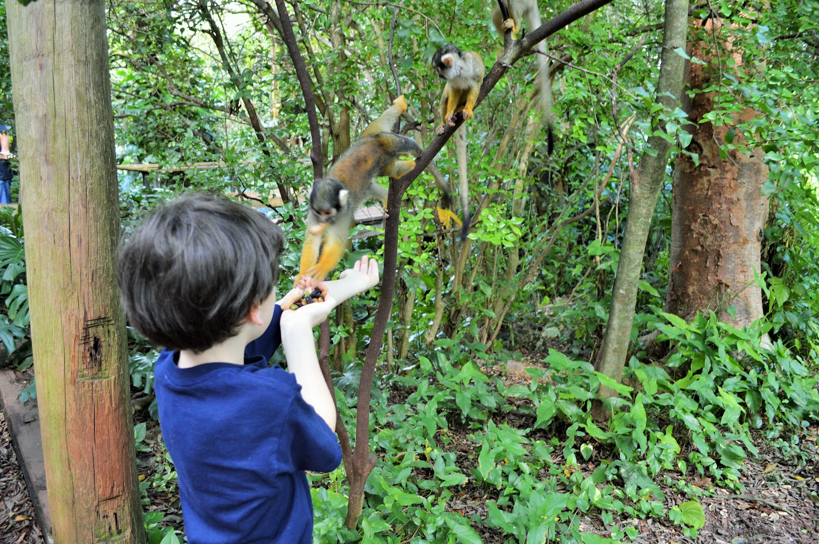 The Hermit Crabs Homeschool: Primate Rain Forest