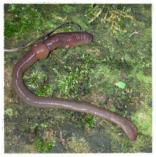 Gambar Macam-macam cacing | Dunia Binatang