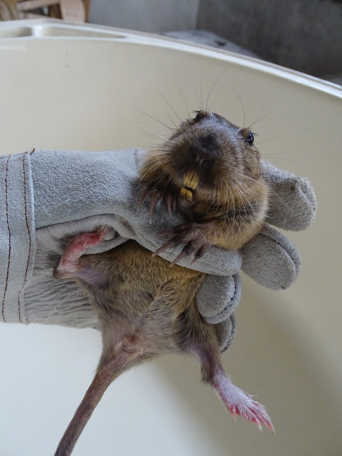 Naturalista Irreverente de Tehuacán: TUZA