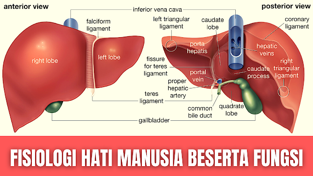 Fisiologi Hati Manusia Beserta Fungsi - Anatomi Tutorial