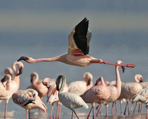 Explore Indialand: Flamingos Of India