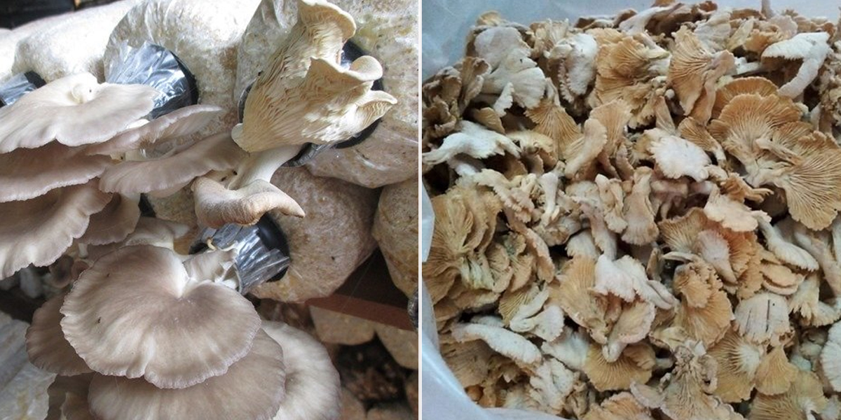 Crotons World: Kenali 10 Jenis Cendawan Yang Boleh Dimakan Dan Tidak ...