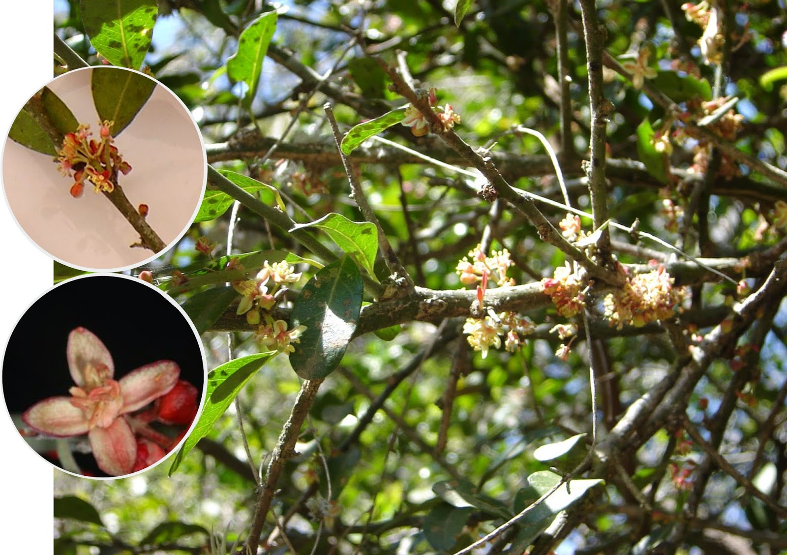 v e r d e c h a c o: Mistol de zorro