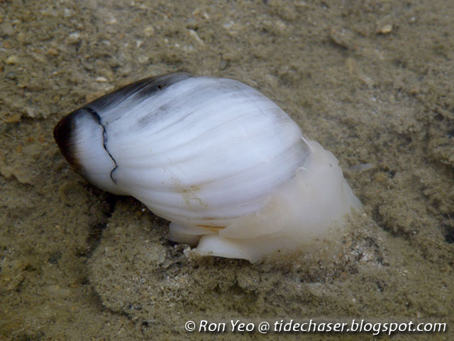 tHE tiDE cHAsER: Moon Snails (Phylum Mollusca: Family Naticidae) of ...