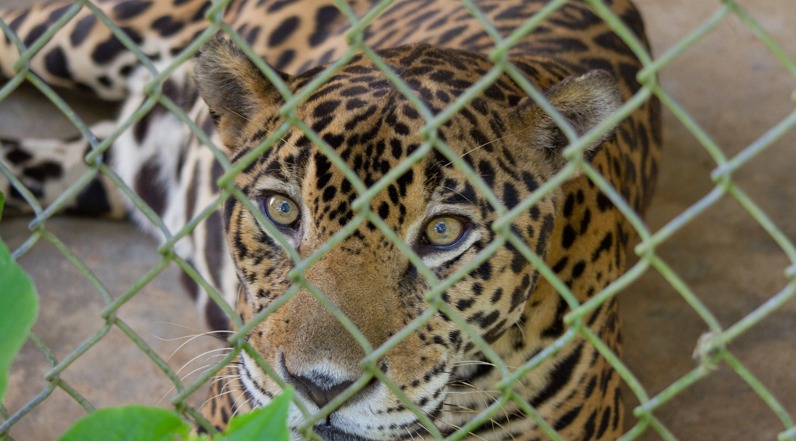Elambiente.ron: Zoos y Acuarios de Venezuela serán Centros de ...
