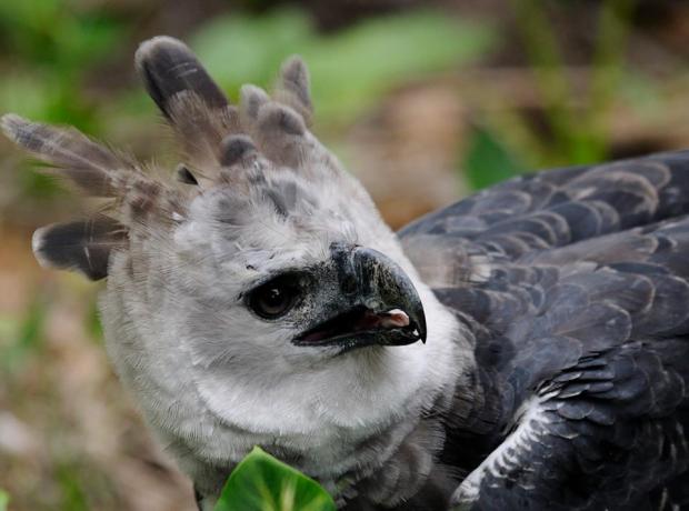 O TEMPO VIDA: Harpia harpyja