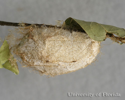 Moth Cocoons Identification