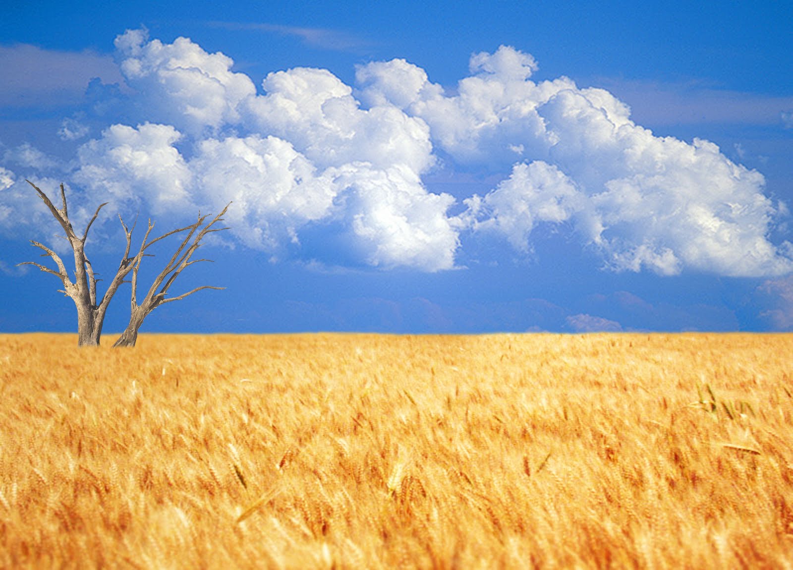 81/365 Fields of Photoshop