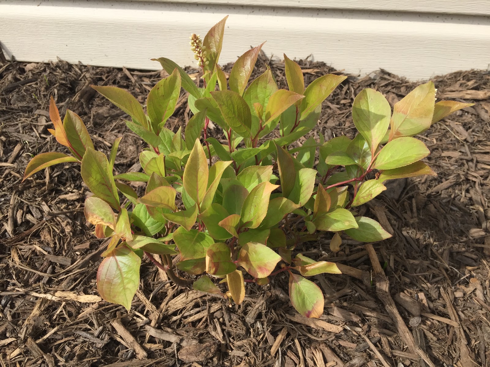 Possible Chlorosis in Itea virginica 'Sprich' Little Henry® Sweetspire ...