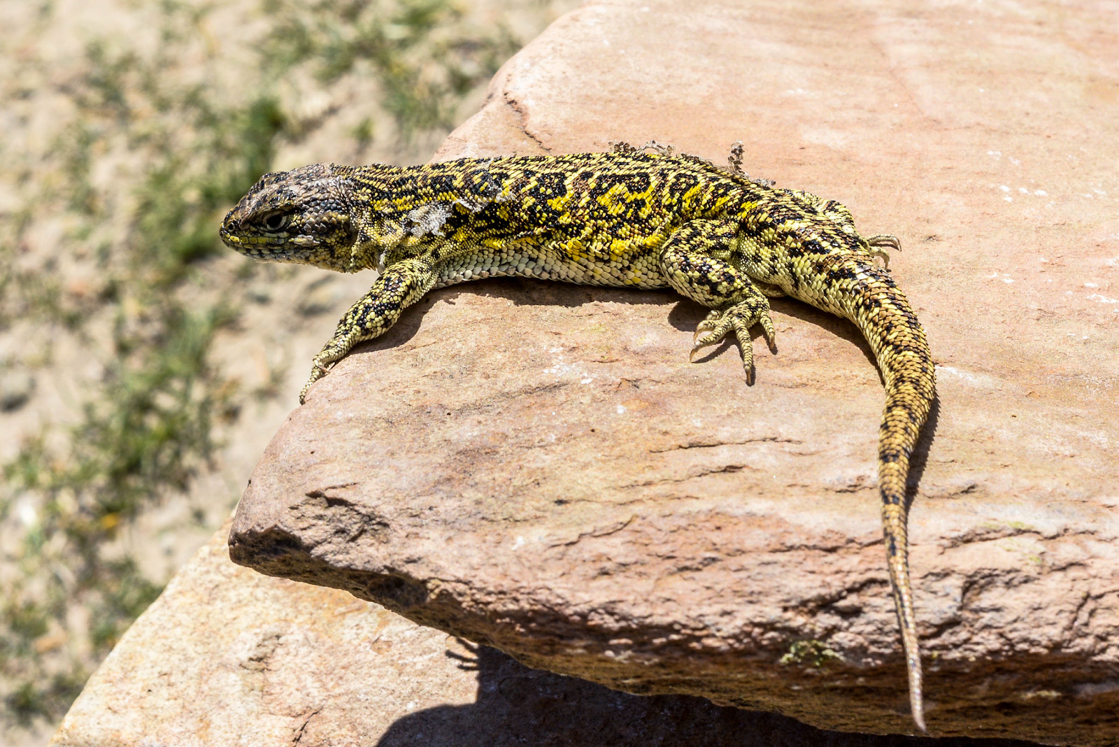 Species New to Science: [Herpetology • 2019] Liolaemus tajzara • A New ...