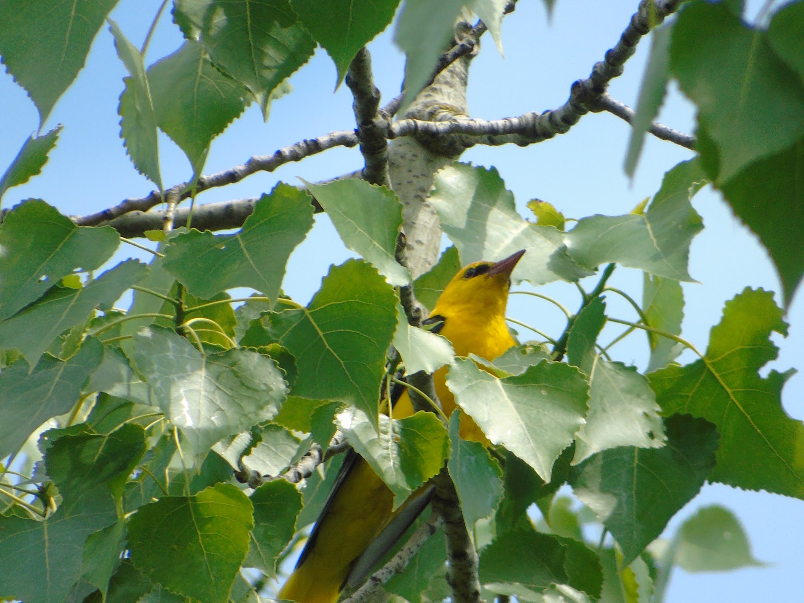 PASARI DIN ROMANIA: GRANGUR, Oriolus oriolus