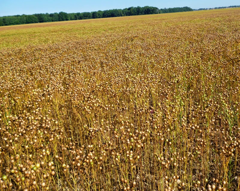 Violaine dans les vignes: Le champ de lin