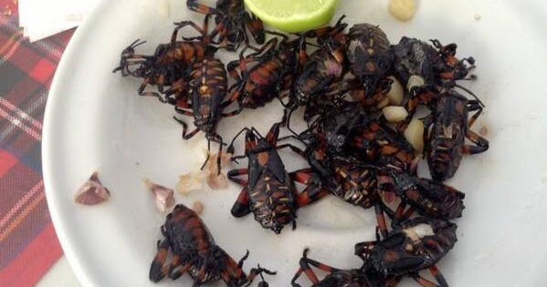 Cocopaches comida prehispánica de la región triqui