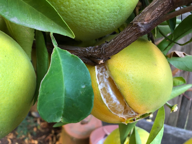 When your oranges are splitting