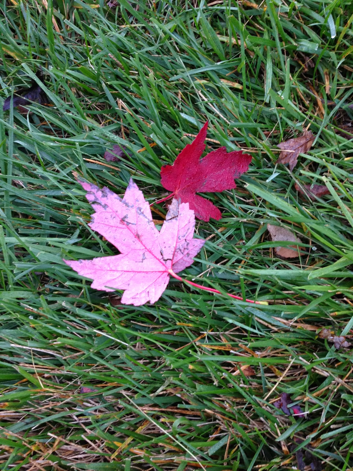 Fun Fall Friday Fun Fall Friday