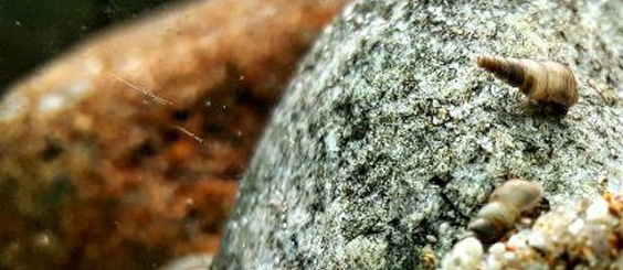 aquascapejuara: Keong Terompet, Keong Hama Kecil Yang Berguna