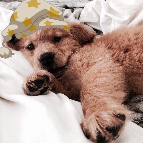 ANIMALS TIME : Dog edited time (hora del perro editado) Gallery 6