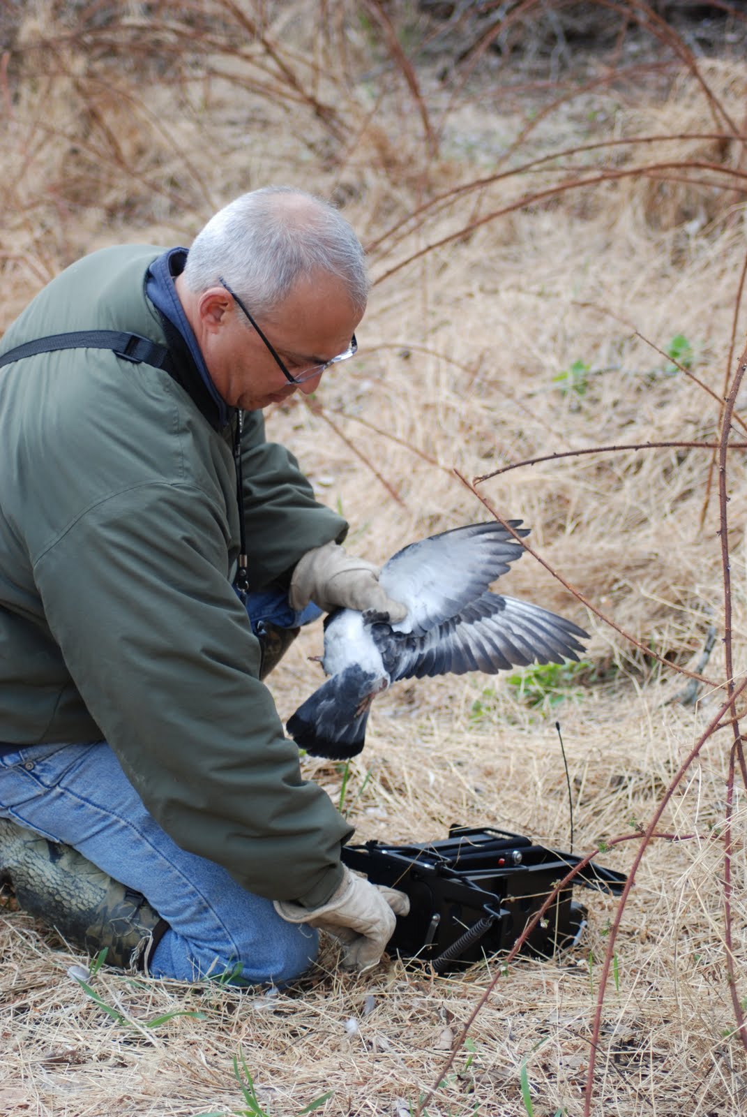 Adventures of a GSP Hunting Dog: Preparing for the NAVHDA Utility Test ...