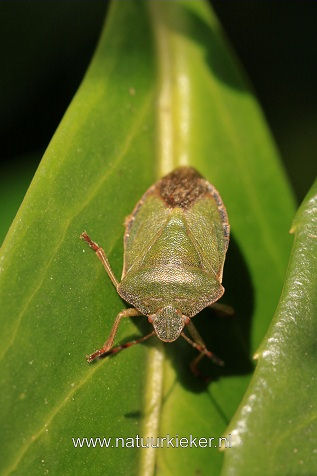 Groene Stinkwants doet zijn naam eer aan