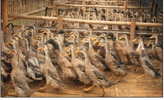 Jenis Itik Ratu Dan Ciri-Cirinya - Kumpulan Artikel Peternakan I Situs ...