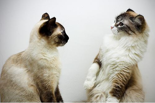 13 Foto Imut Kucing Sedang Berdiri | Nyatanya.Com