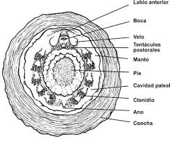 CLASE MONOPLACOPHORA