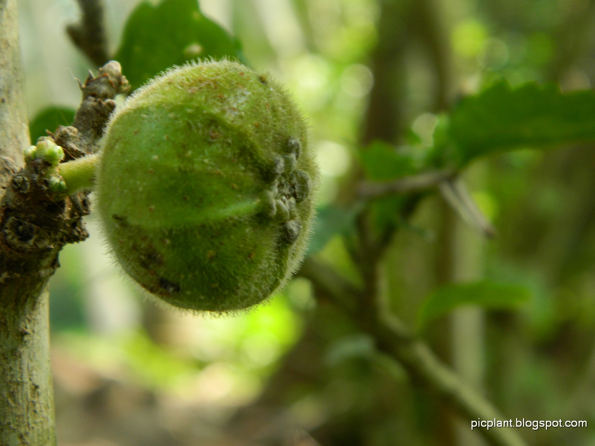 Honey Nectar - మేడిపండు | PicsVillage