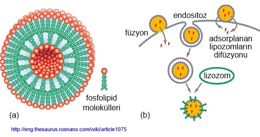Prof. Dr. Bilsen Beşergil: Lipozom (liposome)