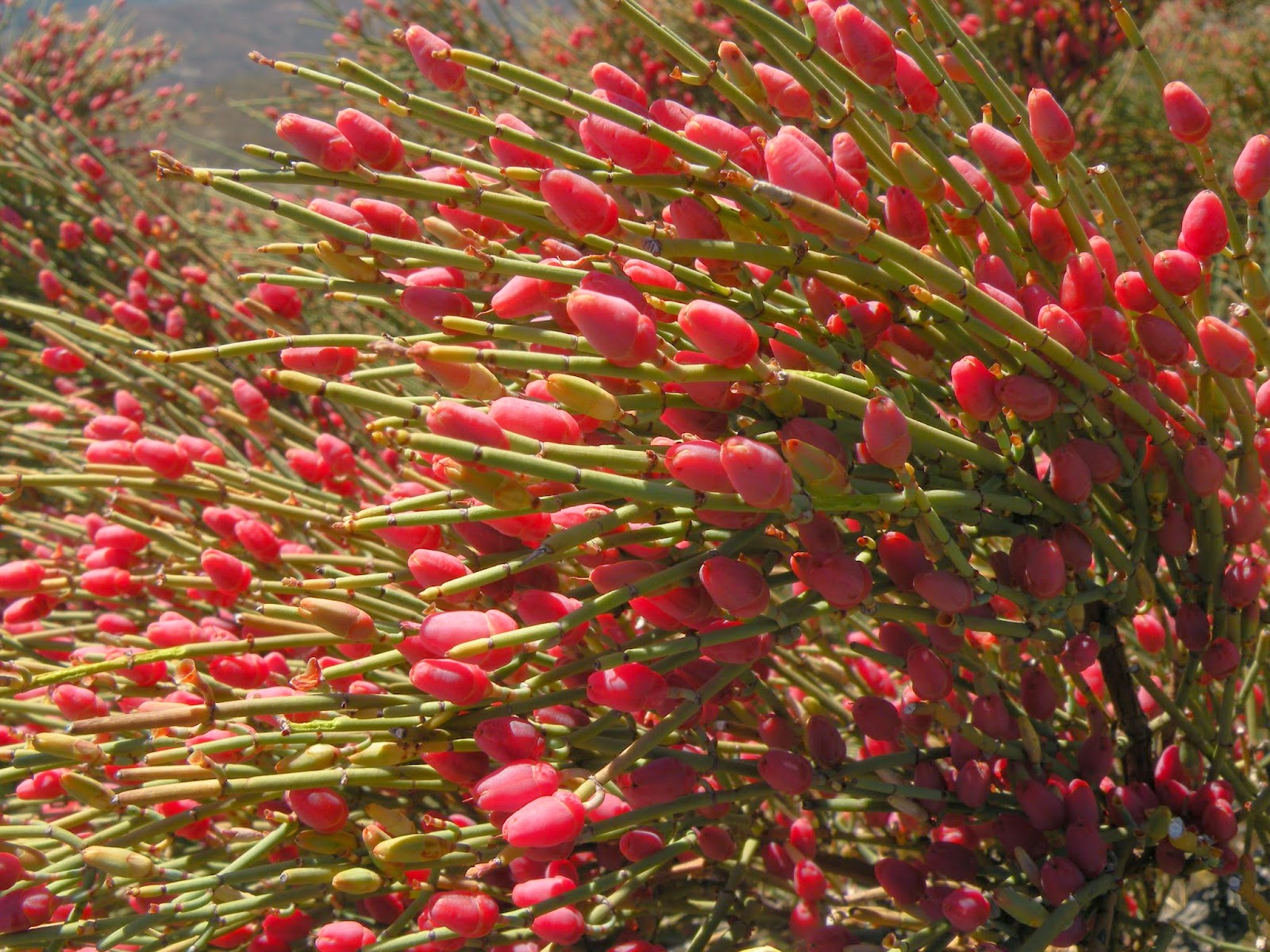 La Rioja Natural: Ephedra fragilis