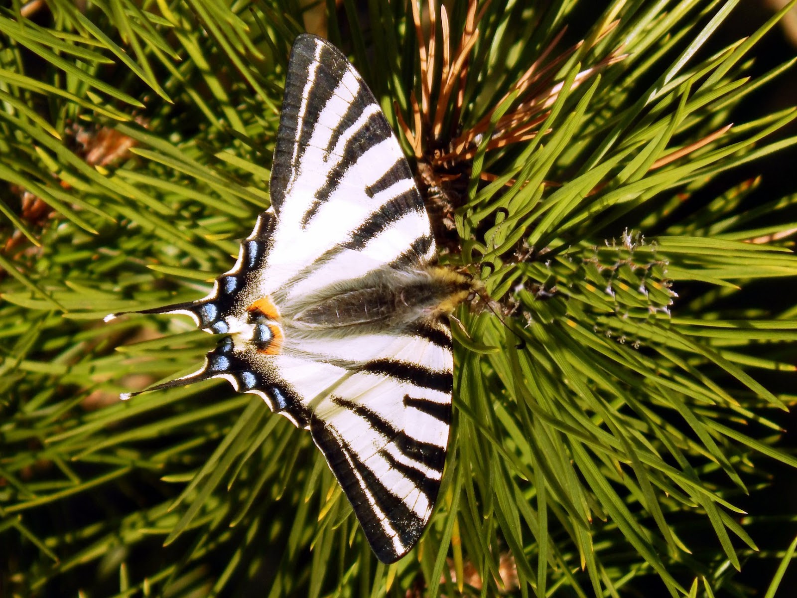 anta | Photography: Leptiri Srbije