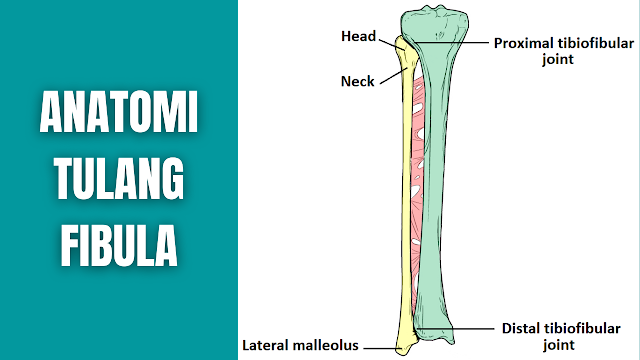 Anatomi Tulang atau Os Fibula Manusia - Anatomi Tutorial