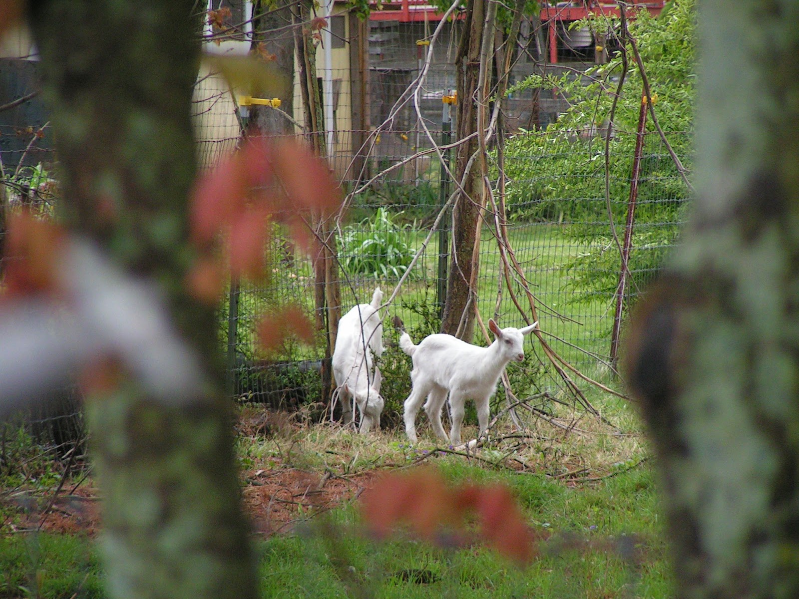 Blue Viola Farm: Never enough baby goats!